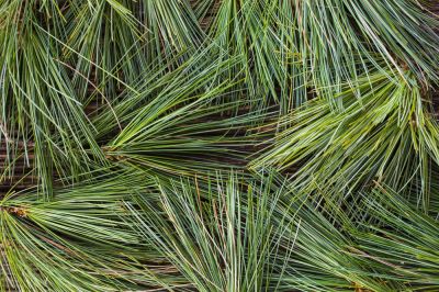 Expert Pine Needle Removal Services for Clean, Healthy Yards